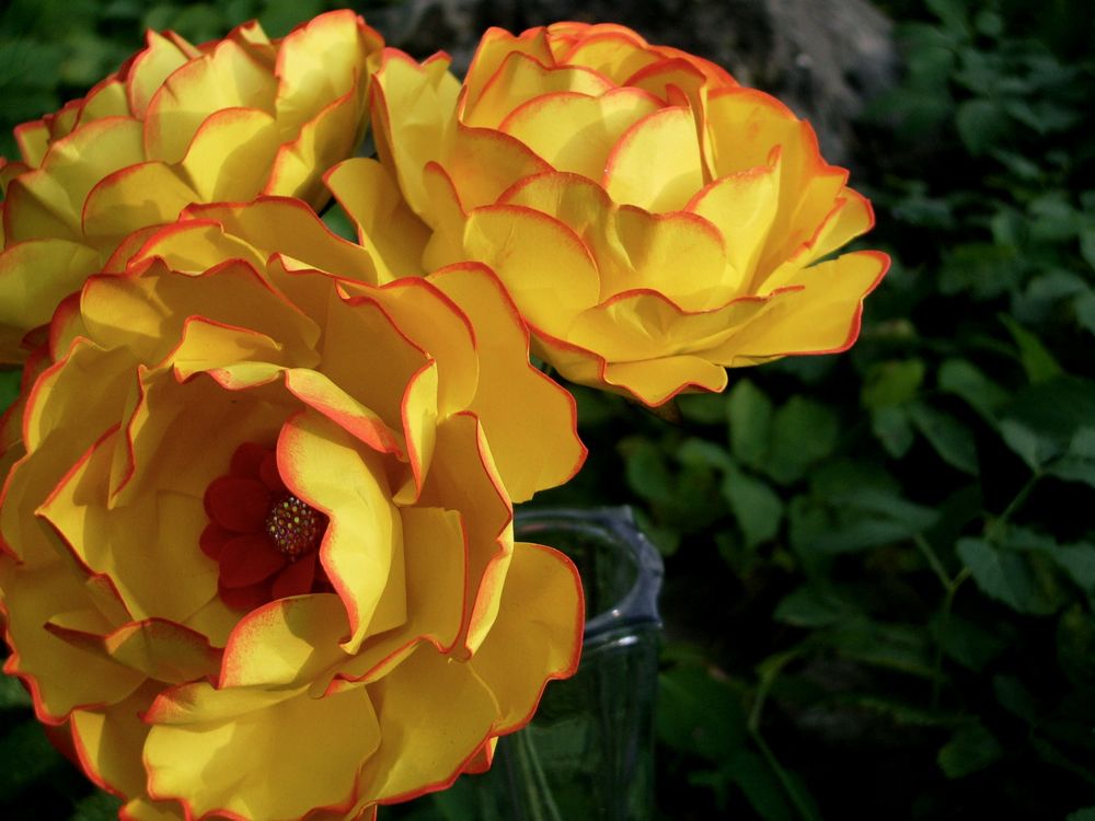 The Begonia Flower - paper flowers