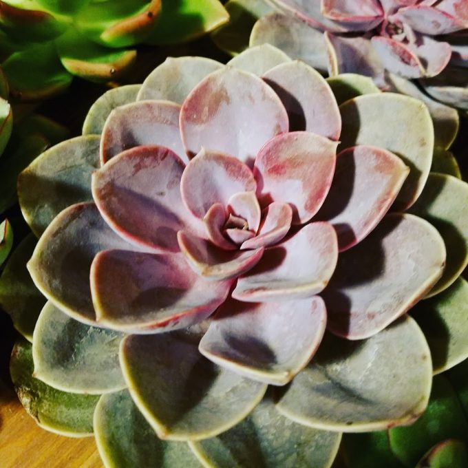 Where to Buy Bulk Flowers Online For Your Wedding | Emmaline Bride®